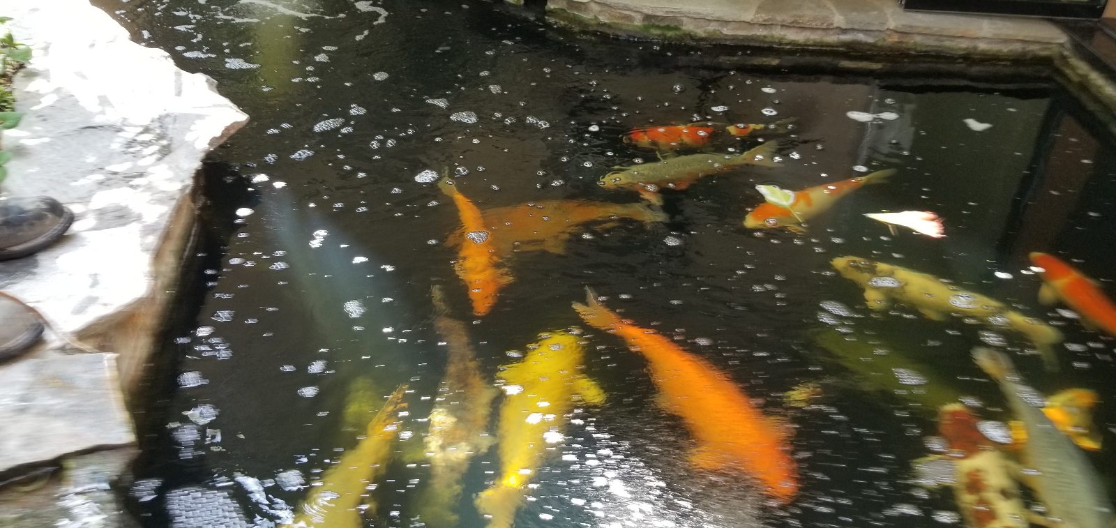 Spring changes for your fish and pond - So Cal Ponds, Inc.