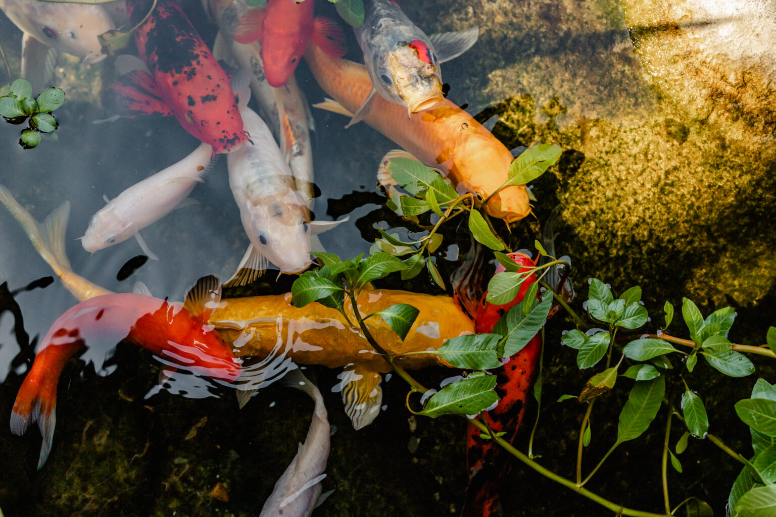 So Cal Ponds - Los Angeles Landscape Design Contractor