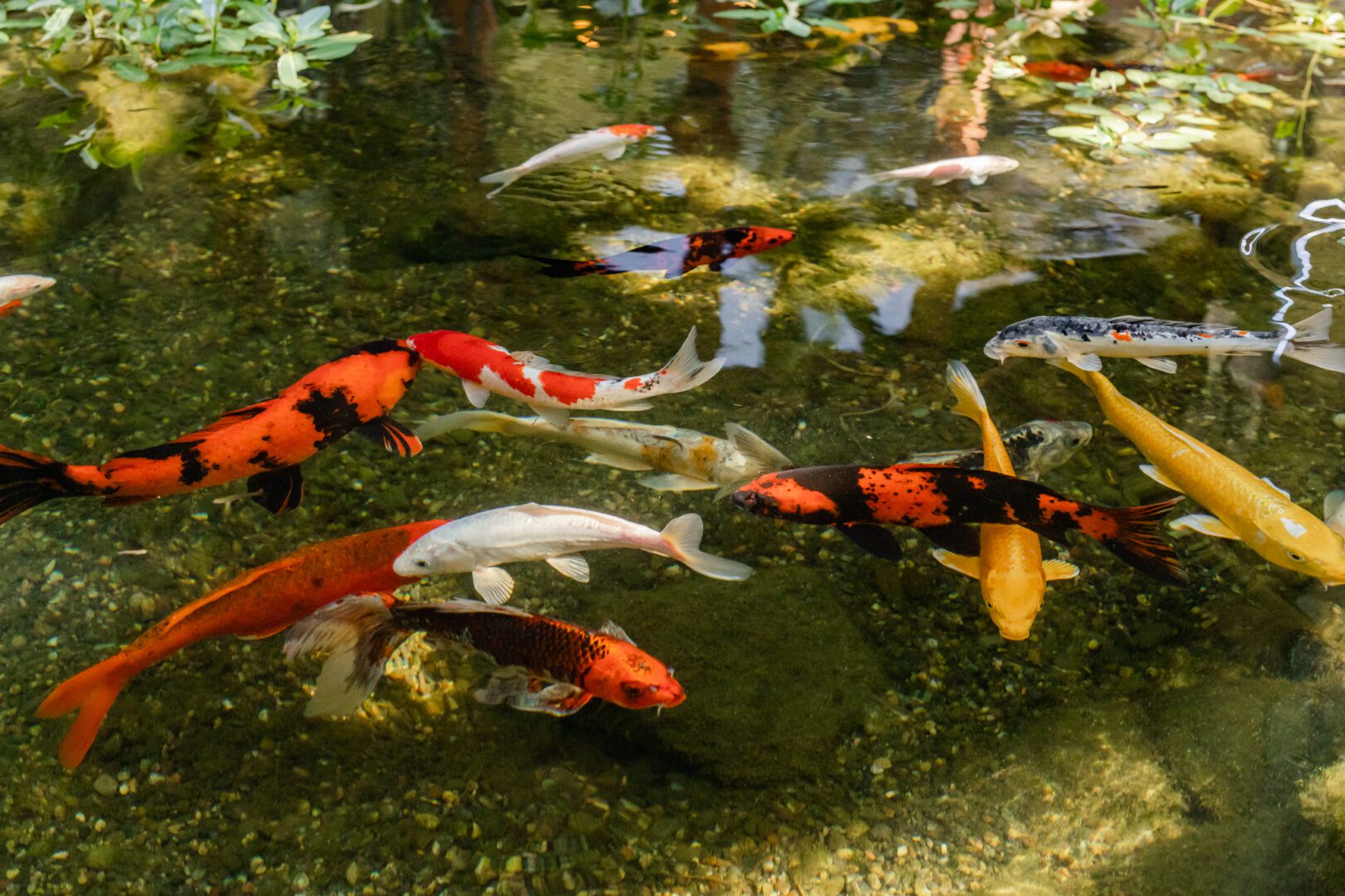 Spring changes for your fish and pond - So Cal Ponds, Inc.